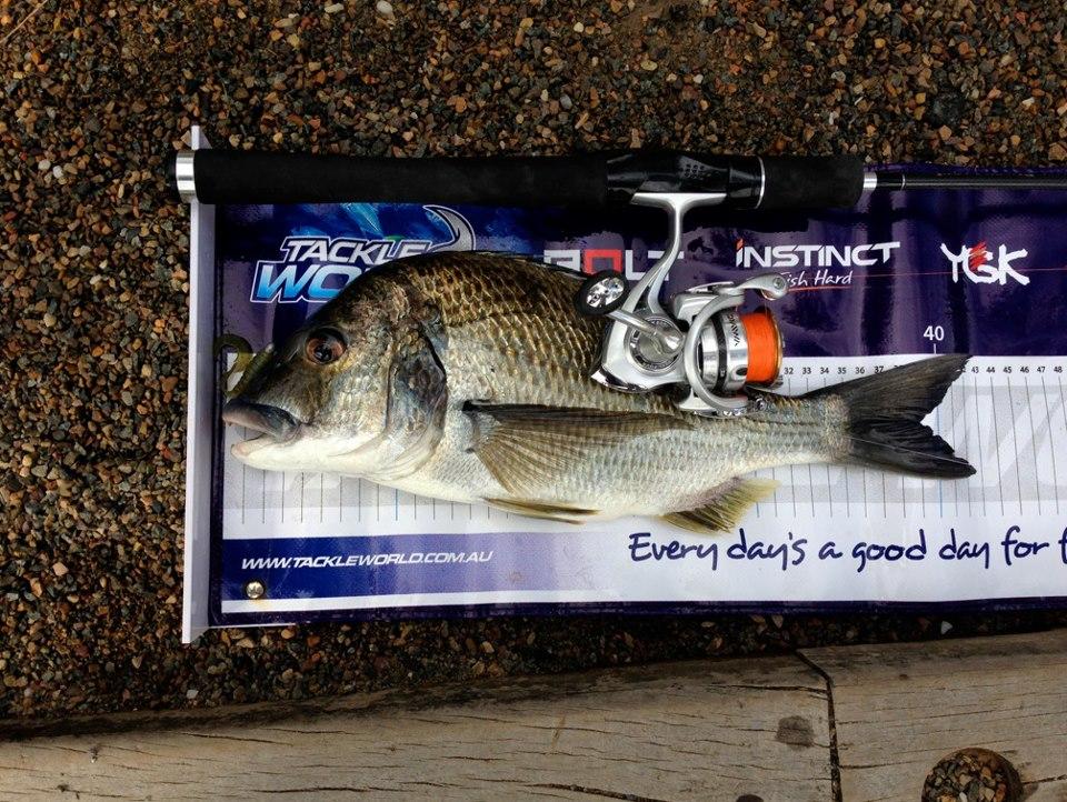 43cm Bream on plastics! - From the yak! - Fishing Reports - DECKEE ...