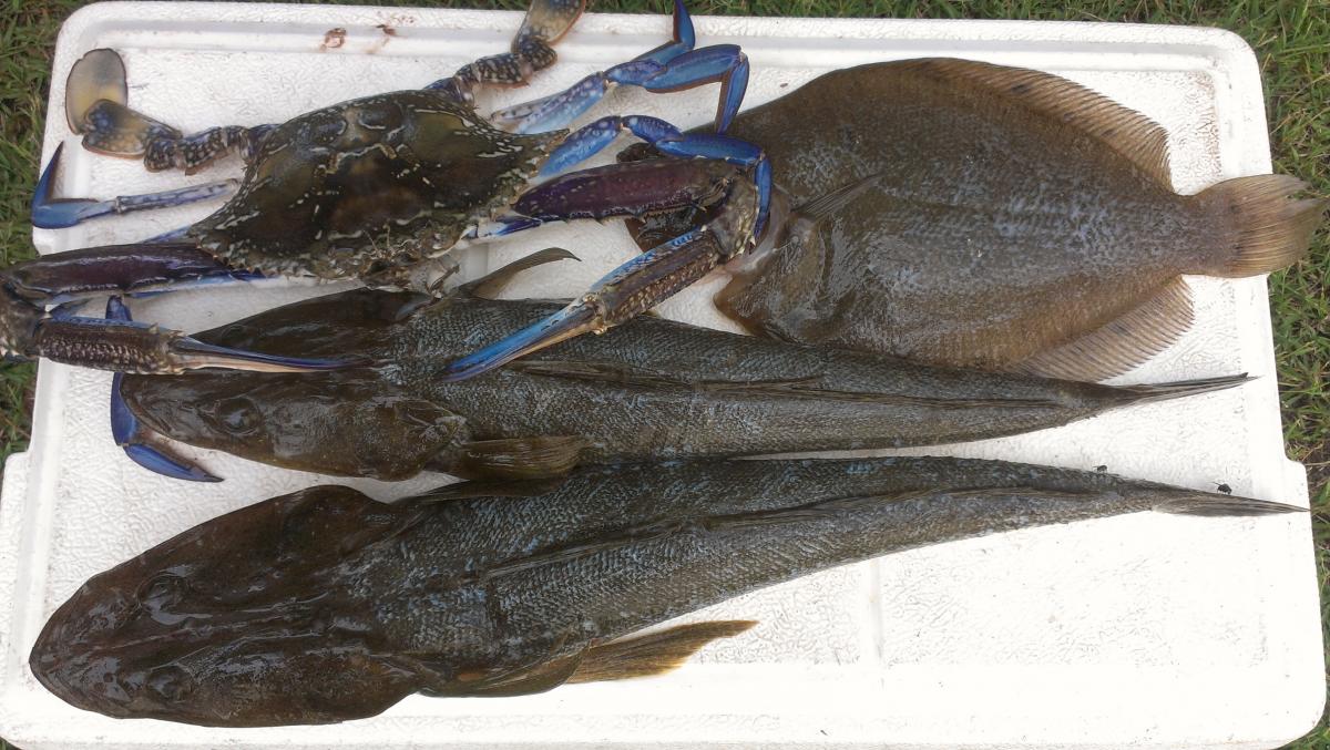 Dangar Island - Fishing Reports - DECKEE Community