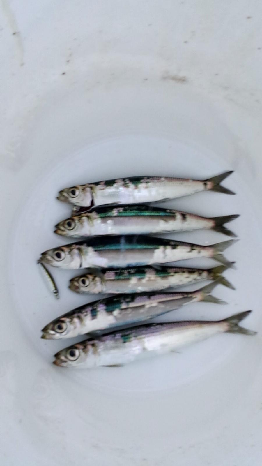 spinning up some pillys - Fishing Reports - DECKEE Community