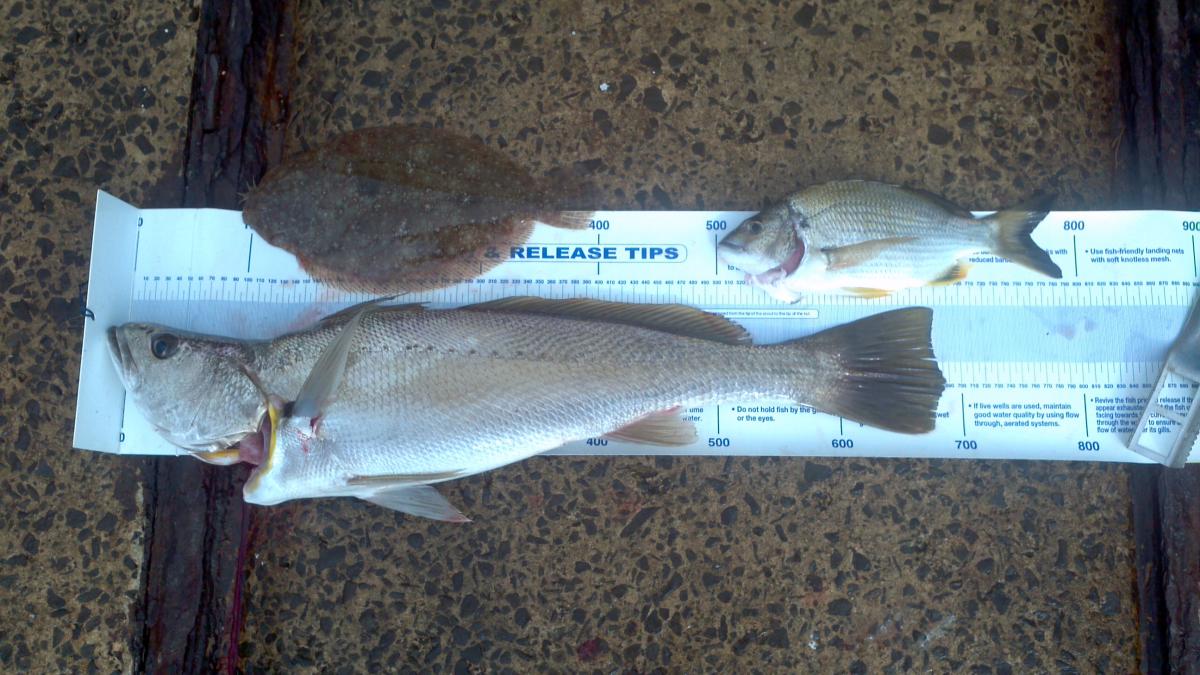 Port Hacking - Fishing Reports - DECKEE Community