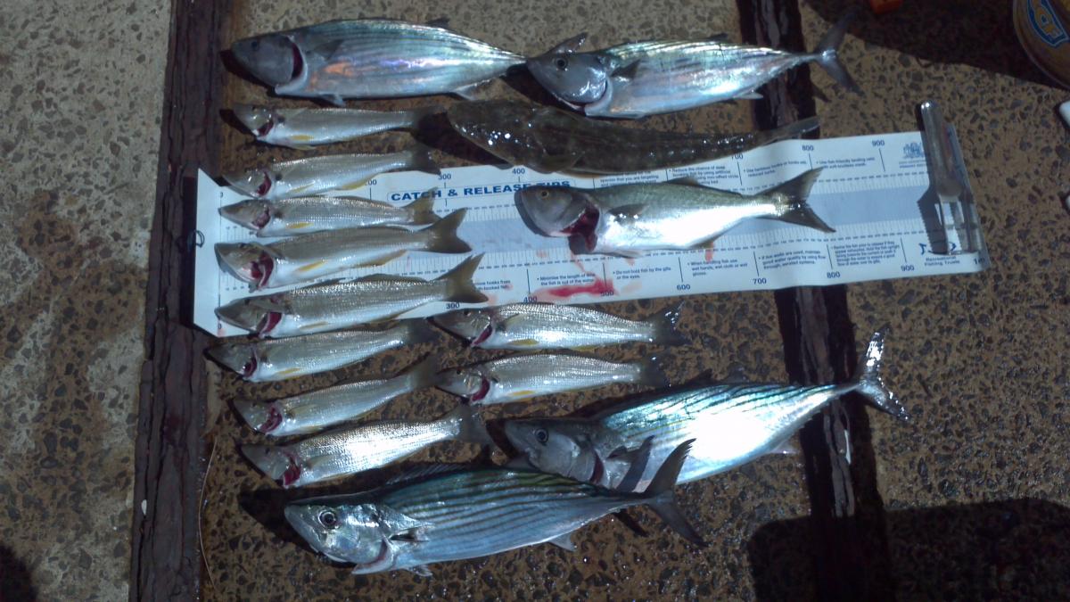 Port Hacking - fish - Fishing Reports - DECKEE Community