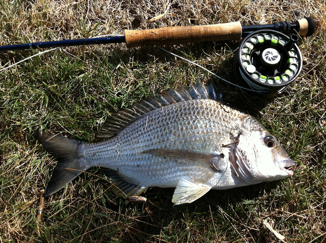 Lazy Bream - Saltwater Fishing Reports - DECKEE Community