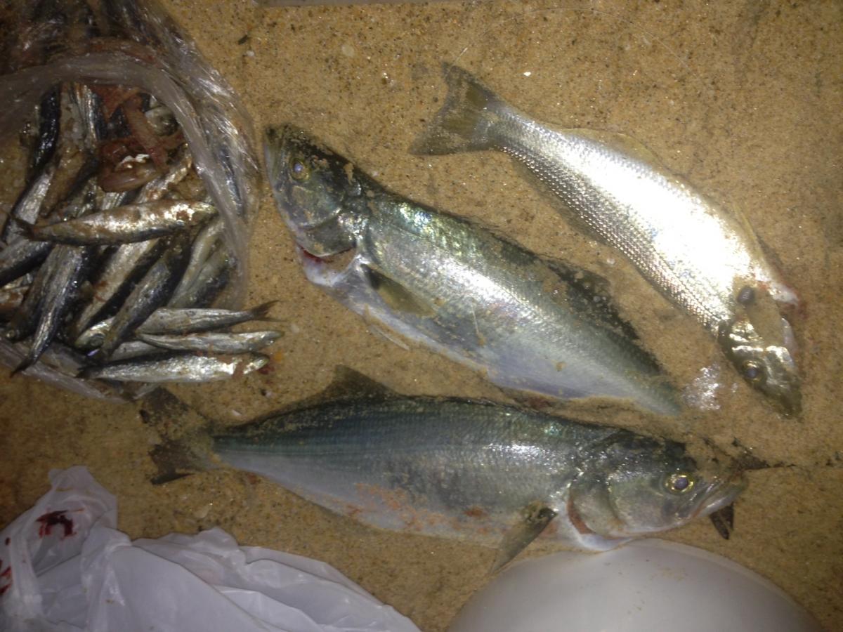An under-prepared beach fish - Belmont - Fishing Reports - DECKEE Community