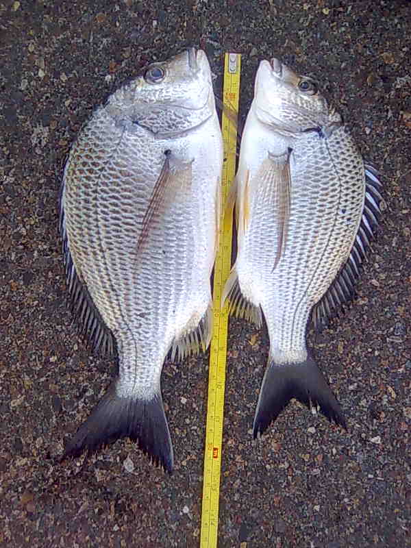 Nice Bream - Fishing Reports - DECKEE Community