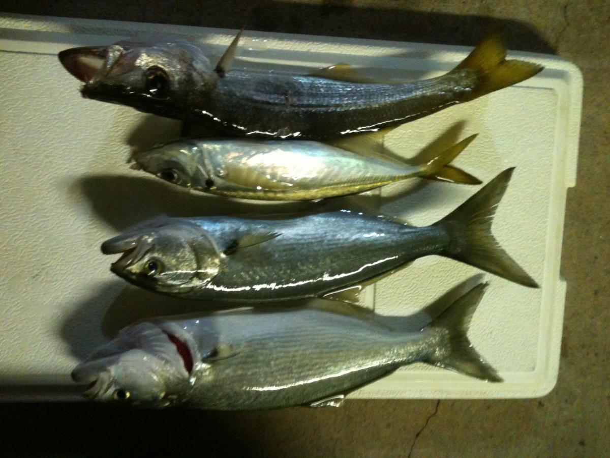 Lilly Pilly 14/05/16 - Fishing Reports - DECKEE Community