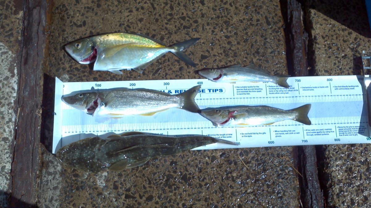 Port Hacking - Fishing Reports - DECKEE Community