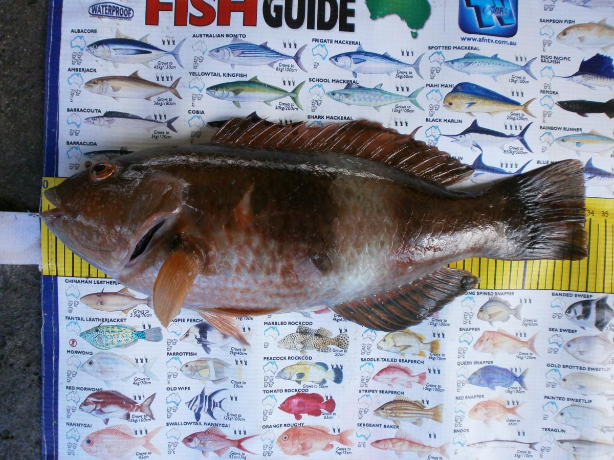 Cremorne Point - Fishing Reports - DECKEE Community