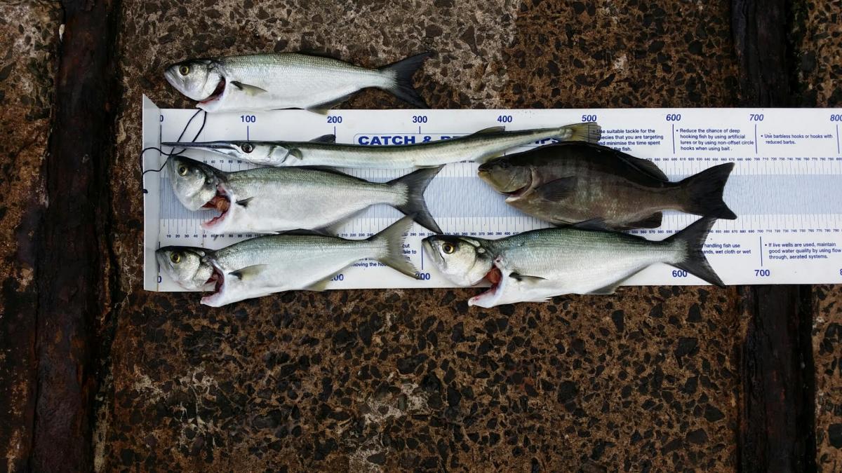 Port Hacking - a few fish - Fishing Reports - DECKEE Community