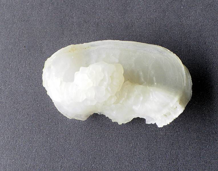 Jewfish Jewels And Tusks - Fishing Chat - DECKEE Community