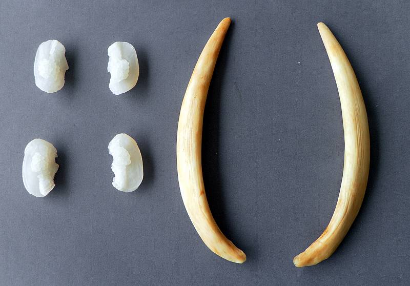 Jewfish Jewels And Tusks - Fishing Chat - DECKEE Community