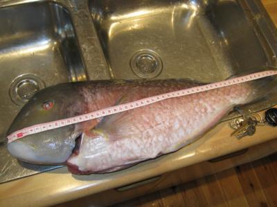Venus Tusk Fish - Bait Fishing Records - DECKEE Community