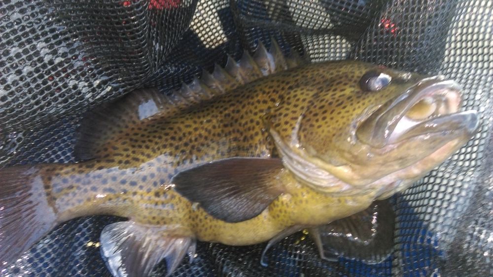 what is it? (Eastern Wirrah) - The Aquarium - DECKEE Community