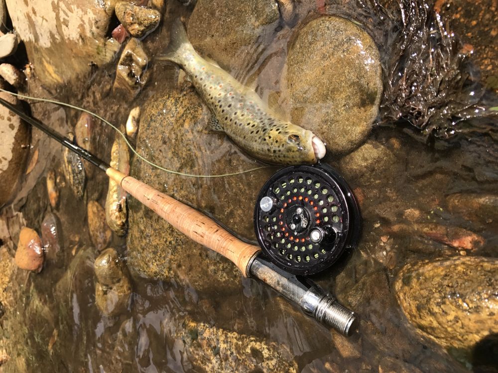 Mitta Mitta River trout trip 2017 - Fishing Reports - DECKEE Community