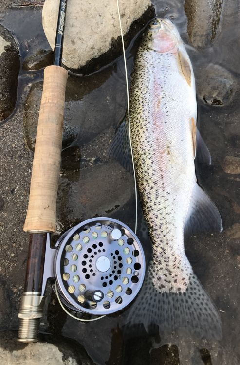 Mitta Mitta River trout trip 2017 - Fishing Reports - DECKEE Community