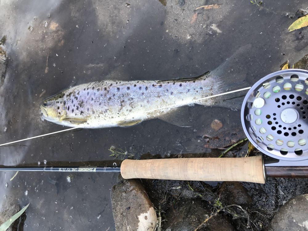Mitta Mitta River trout trip 2017 - Fishing Reports - DECKEE Community