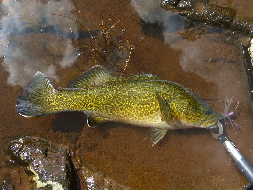 Another Ebor trip - Freshwater Fishing Reports - DECKEE Community