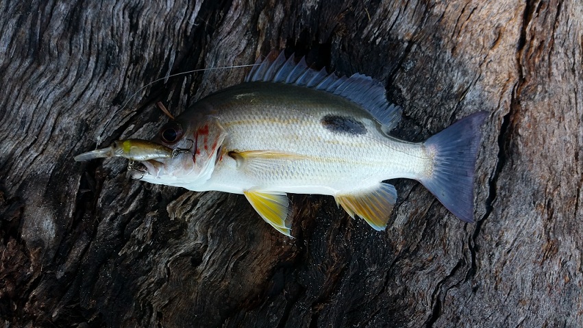 north coast trevs - Saltwater Fishing Reports - DECKEE Community