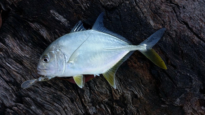 north coast trevs - Saltwater Fishing Reports - DECKEE Community