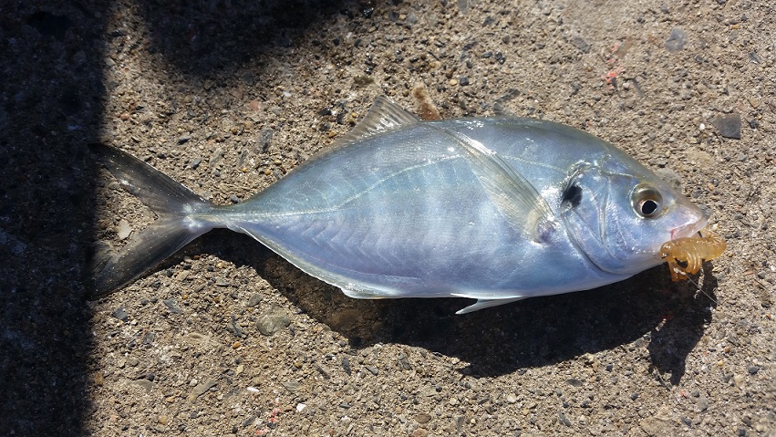 north coast trevs - Saltwater Fishing Reports - DECKEE Community