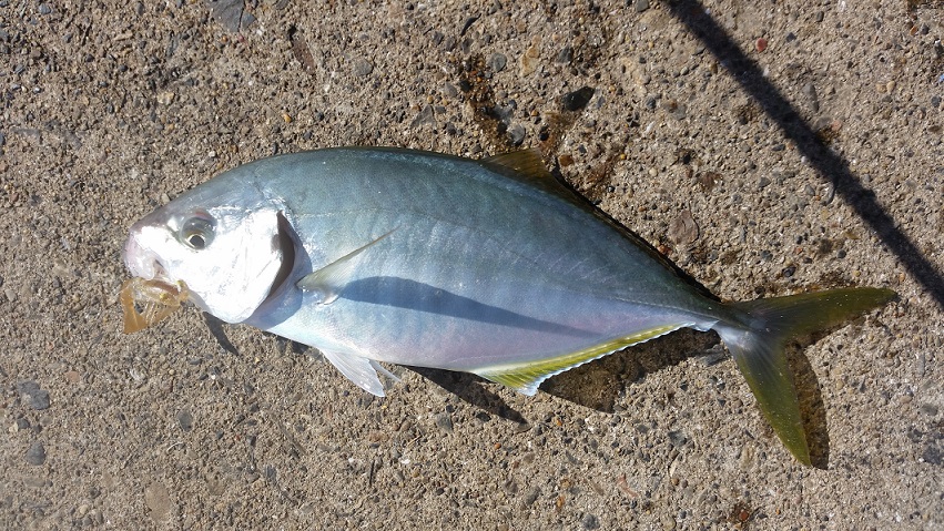 north coast trevs - Saltwater Fishing Reports - DECKEE Community