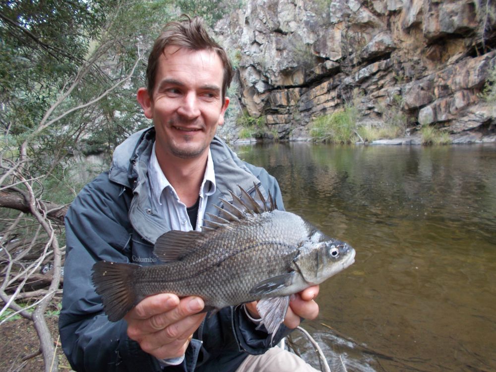 Perch (Macquarie) 33cms - Lure Fishing Records - DECKEE Community