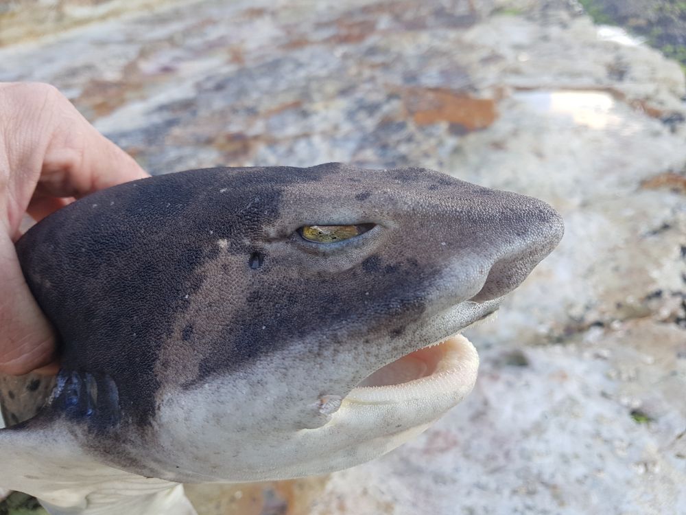 Id please (Draughtboard Shark) - The Aquarium - DECKEE Community