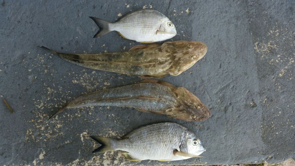 Callala beach - Fishing Reports - DECKEE Community