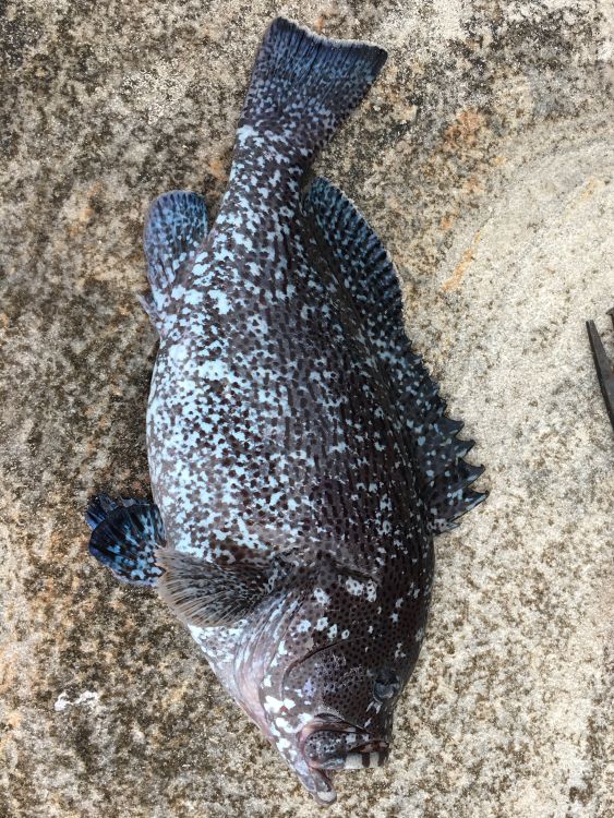 Some kind of Cod? "Purple Cod" - The Aquarium - DECKEE Community