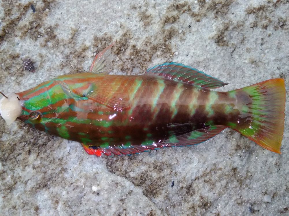 Fish ID help. "Black Cod, Half Banded Sea Perch,Rainbow Cale, Gunthers ...