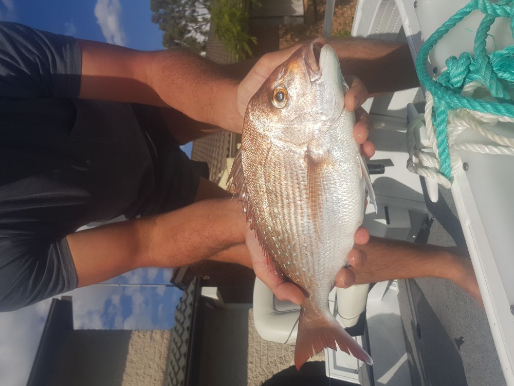 brisbane water snapper - Fishing Reports - DECKEE Community