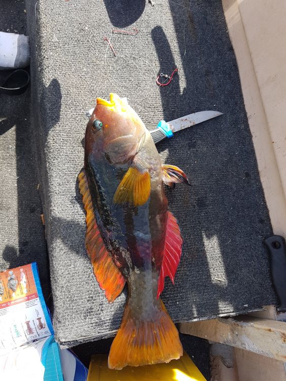 Fish ID (Crimson Banded Wrasse, Southern Maori Wrasse,Eastern Wirrah ...