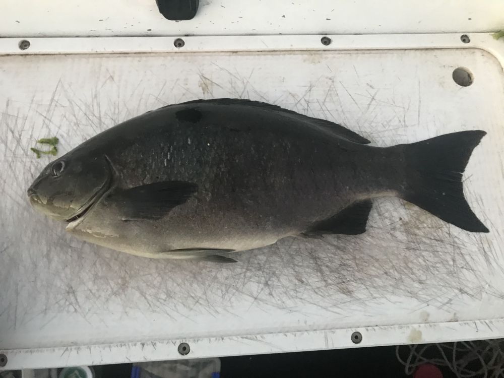 Luderick - Fishing Reports - DECKEE Community