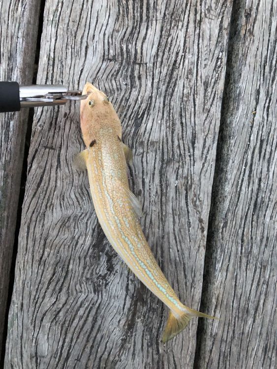 Fish id (Painted Grinner) - The Aquarium - DECKEE Community