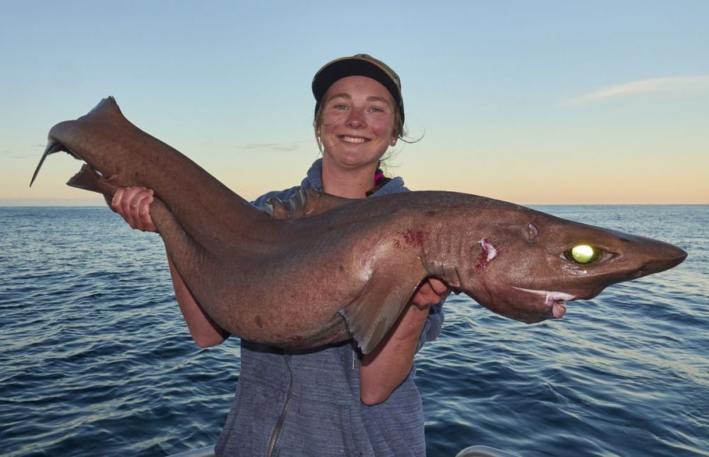 Deep water shark - Fishing Reports - DECKEE Community