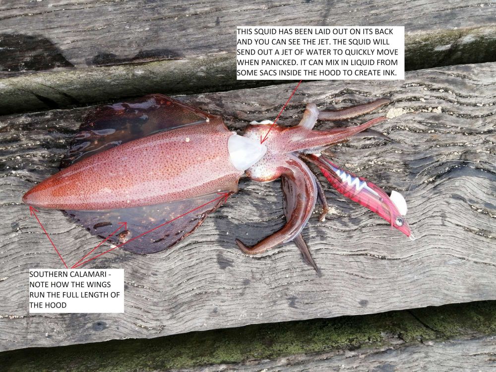 ARTICLE - SQUIDDING and suggestions on how to use them - Articles ...