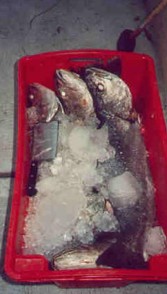 ARTICLE - How to catch JEWFISH (Mulloway) - Articles - DECKEE Community