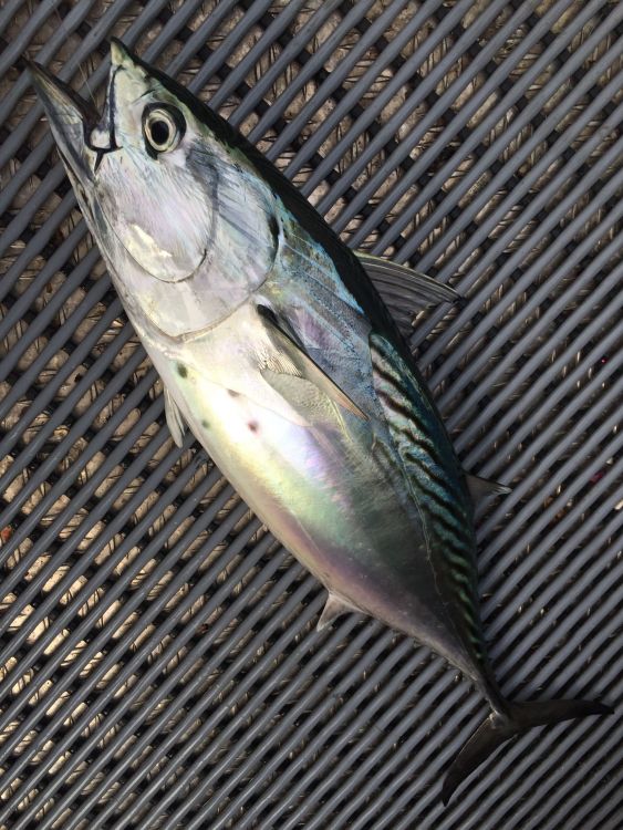 Mac Tuna - Fishing Reports - DECKEE Community