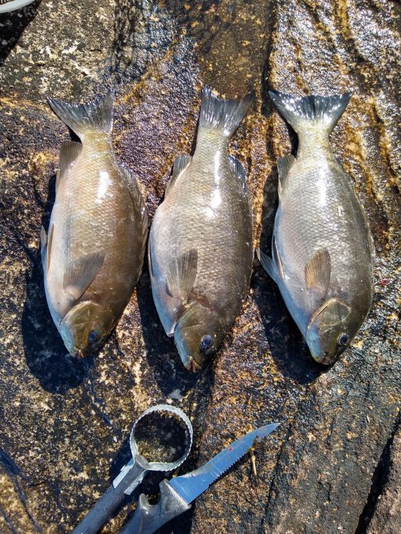 Sydney harbour Chowder Head - Luderick - Fishing Reports - DECKEE Community