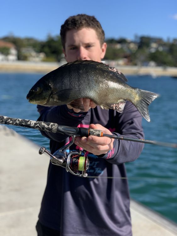 Luderick 47cm - Lure Fishing Records - DECKEE Community