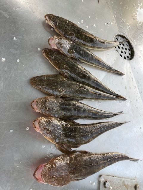 Brisbane Water Blinder - Fishing Reports - DECKEE Community