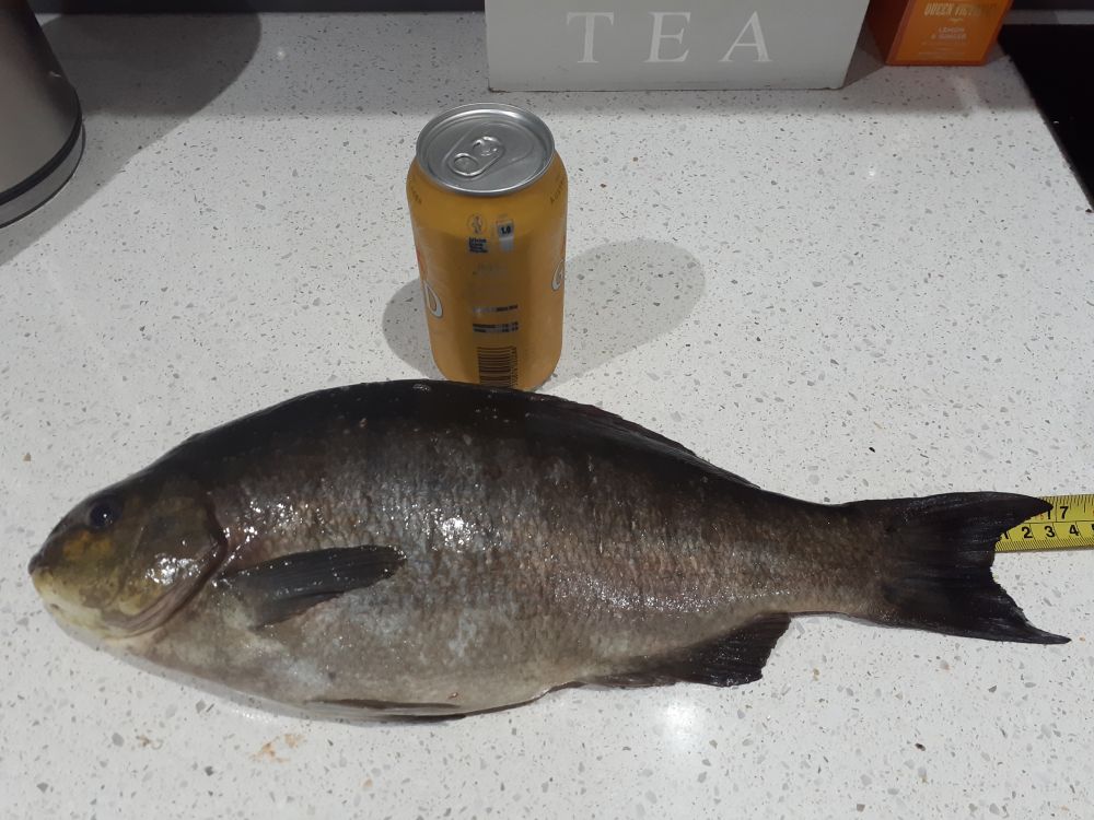 Georges river blackfish - Fishing Reports - DECKEE Community