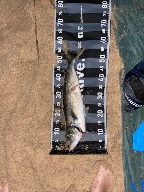 Cronulla beach fishing - Fishing Reports - DECKEE Community