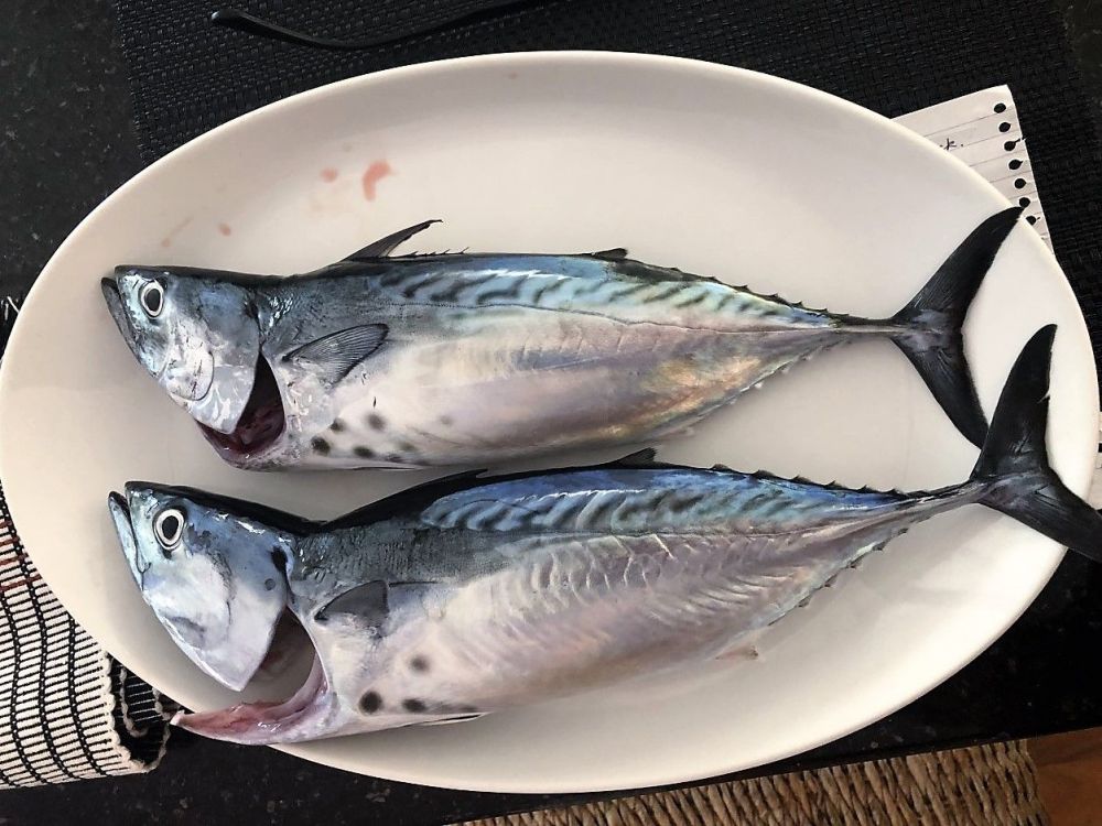 Landbased mac tuna - Fishing Reports - DECKEE Community