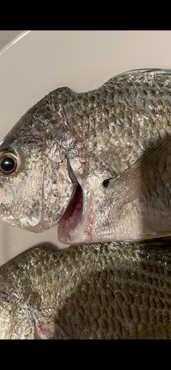 Saddleback Syndrome? (Lordosis) - The Aquarium - DECKEE Community