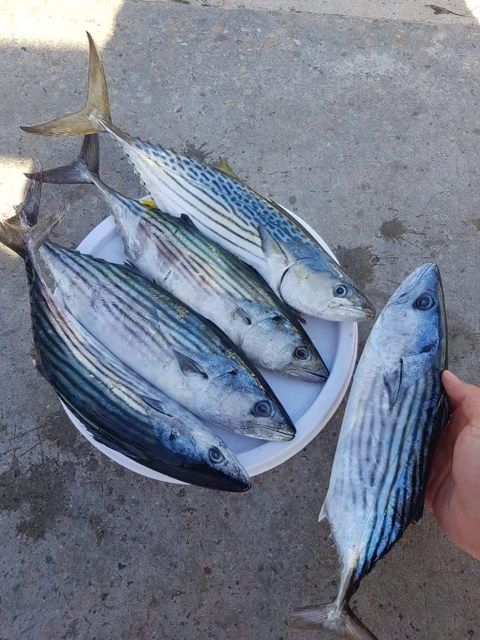 Bonnie trolling Jibbon Bombora - Fishing Reports - DECKEE Community
