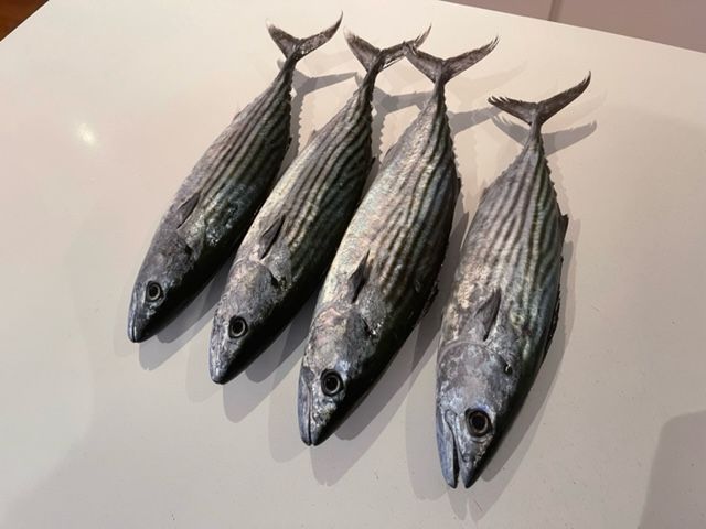 Bonnie trolling Jibbon Bombora - Fishing Reports - DECKEE Community