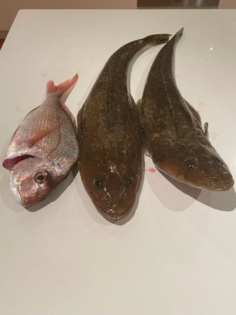 The Peak and Maroubra - Fishing Reports - DECKEE Community