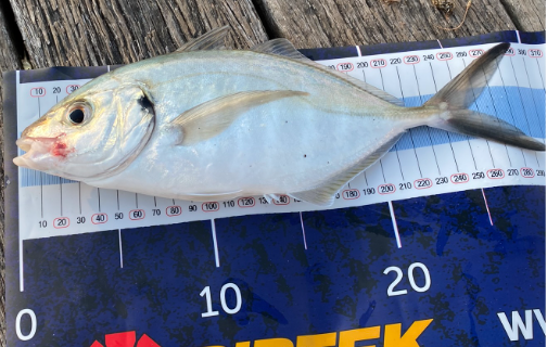 Parra Trevs and Toads - Fishing Reports - DECKEE Community