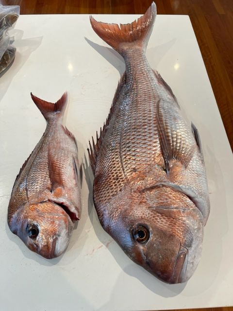 BIG RED!! - Fishing Reports - DECKEE Community