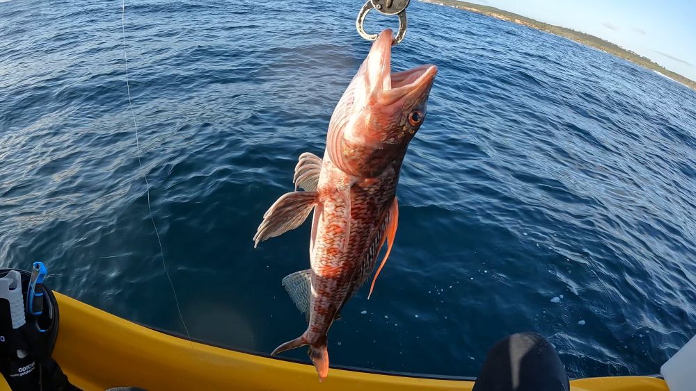 BIG RED!! - Fishing Reports - DECKEE Community